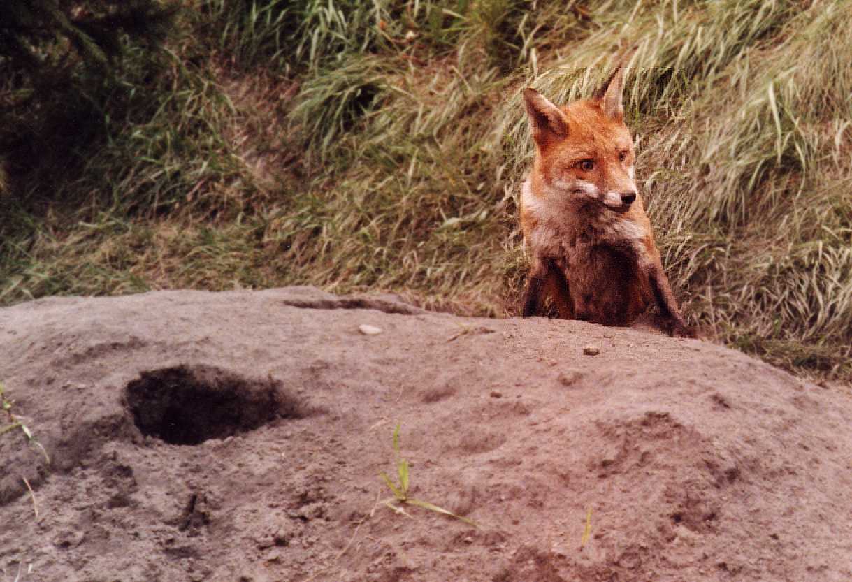 Urban fox emerging from earth at sunset